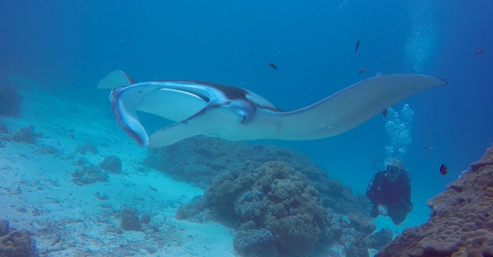 Graceful Giants of Maldives: Manta Rays and Eagle Rays - Veligandu Maldives